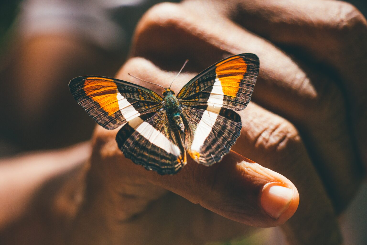 See Butterflies Up Close and Personal at the Butterfly Wonderland of ...
