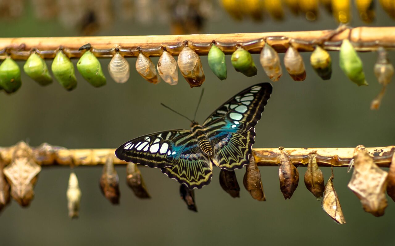 See Butterflies Up Close and Personal at the Butterfly Wonderland of ...