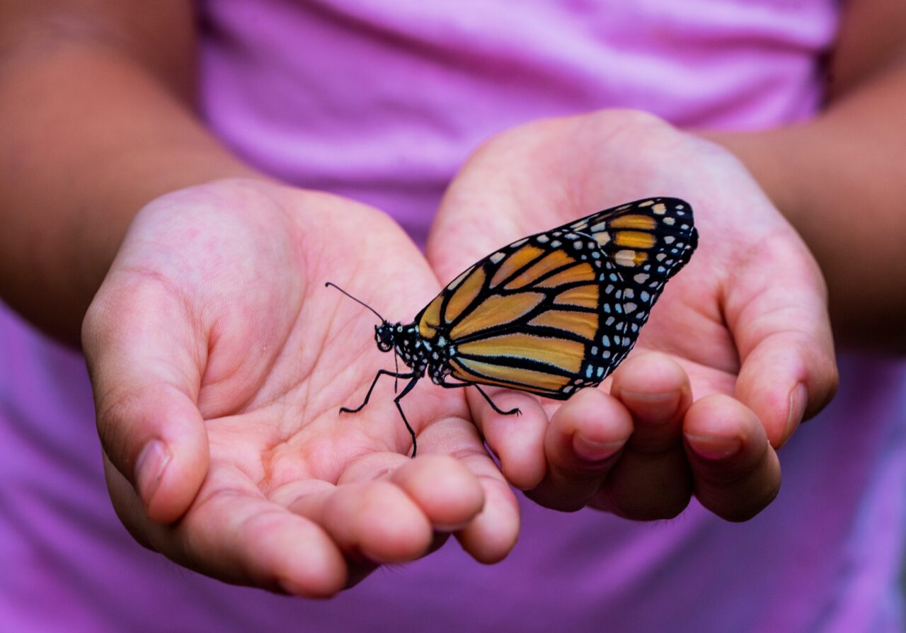 See Butterflies Up Close and Personal at the Butterfly Wonderland of ...