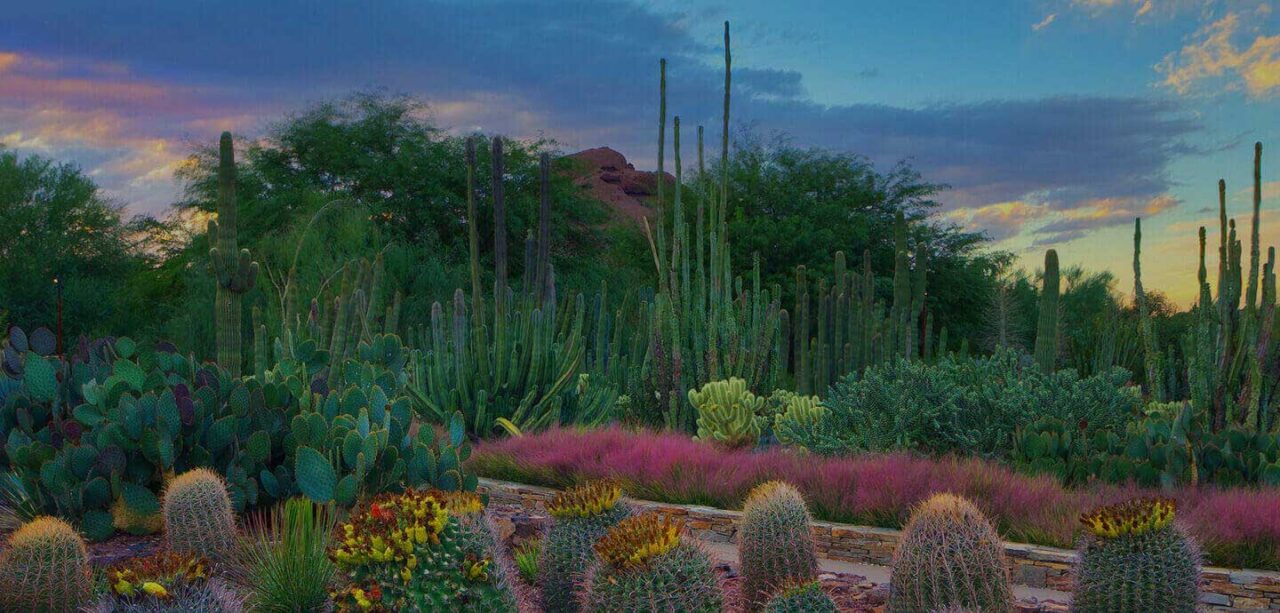5 Places to See Saguaro Cactuses in Phoenix for the Perfect Selfie ...