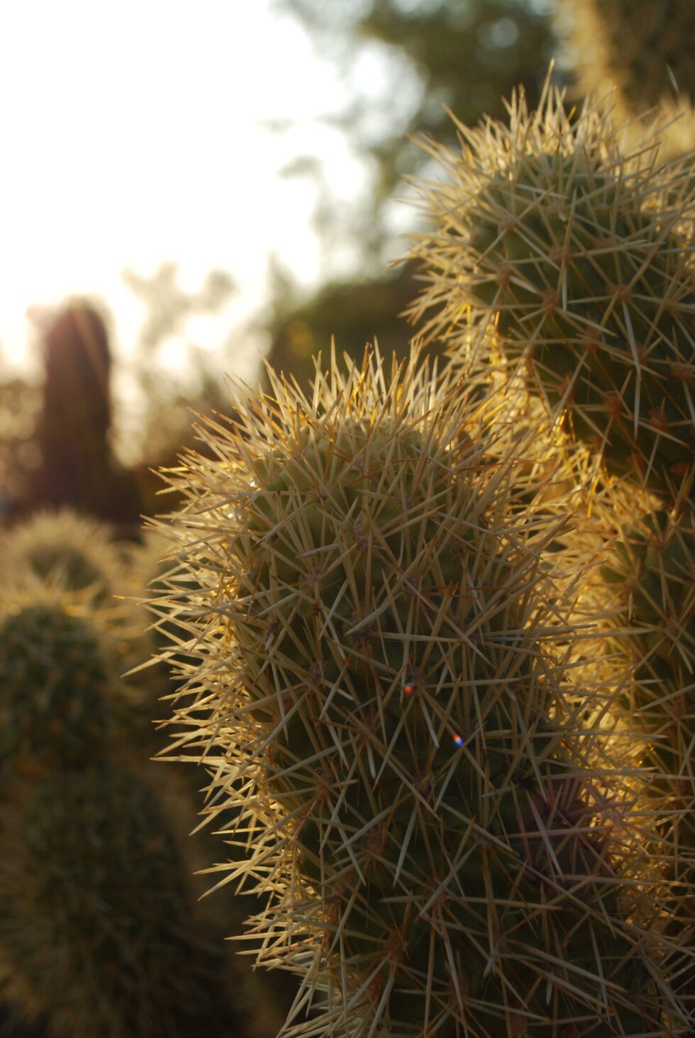 Exploring the Wonders of the Desert Botanical Garden Phoenix - Lost In ...