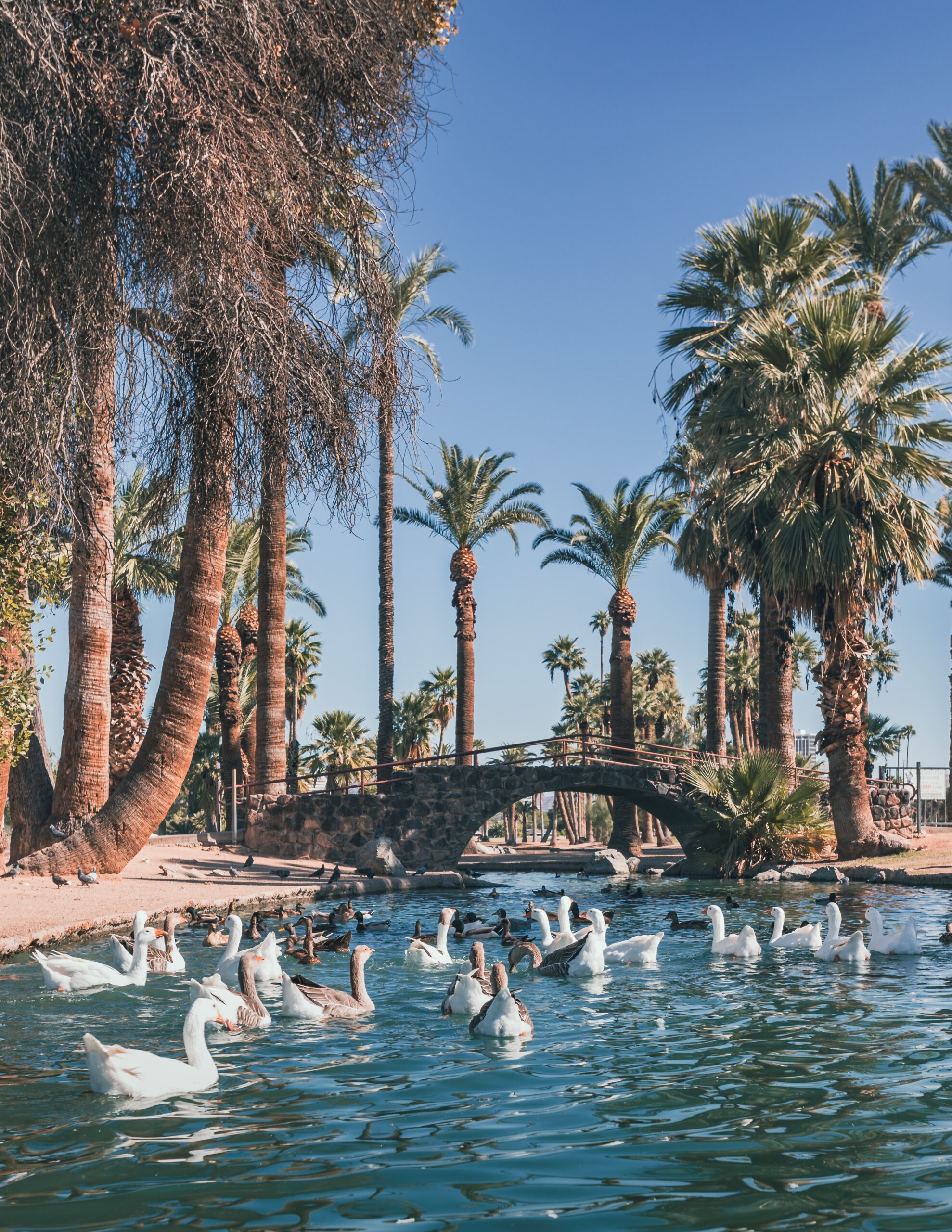 Enchanting Escapades at Encanto Park - Lost In Phoenix
